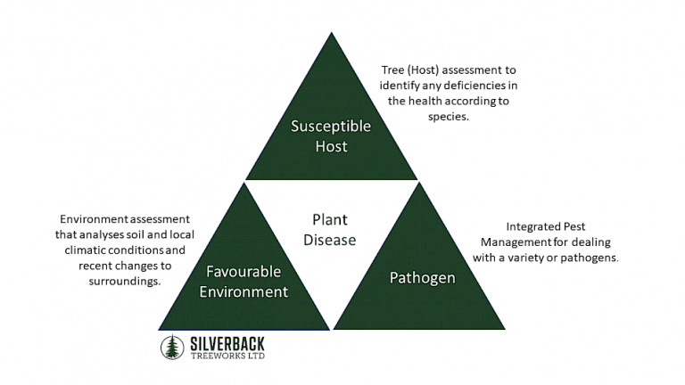 What Is the Health Triangle? - Kedan Health